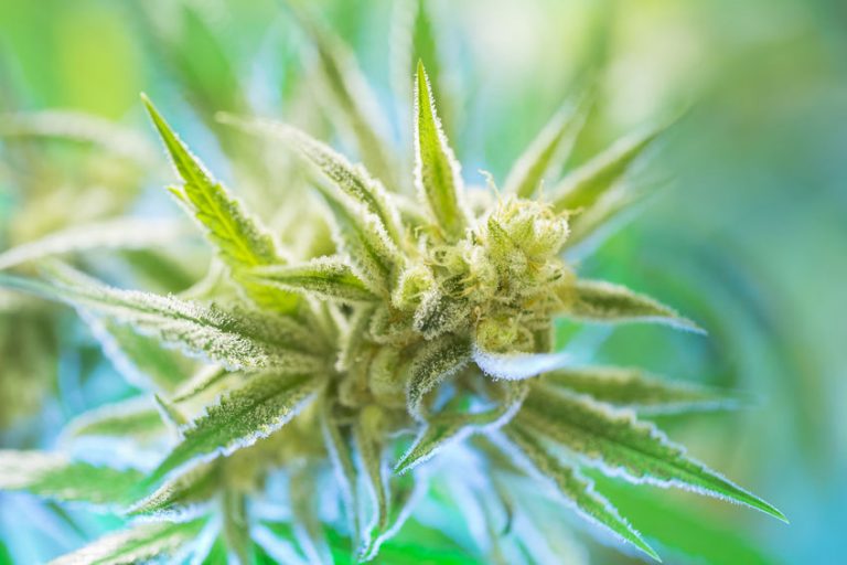 Cannabis Extraction What Exactly Does It Mean Cannabis Facility cannabis-extraction-what-exactly-does-it-mean-cannabis-facility